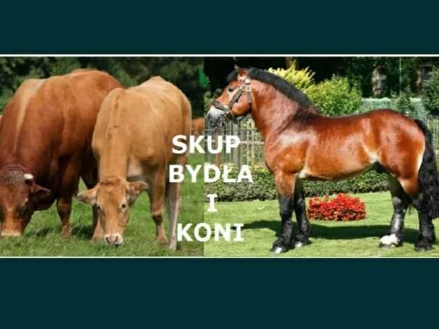 SKUP Bydła Koni Żywca !UBÓJ! Krowy,Krowa,Byk,Byków,Konie,Koń Gorlice ...