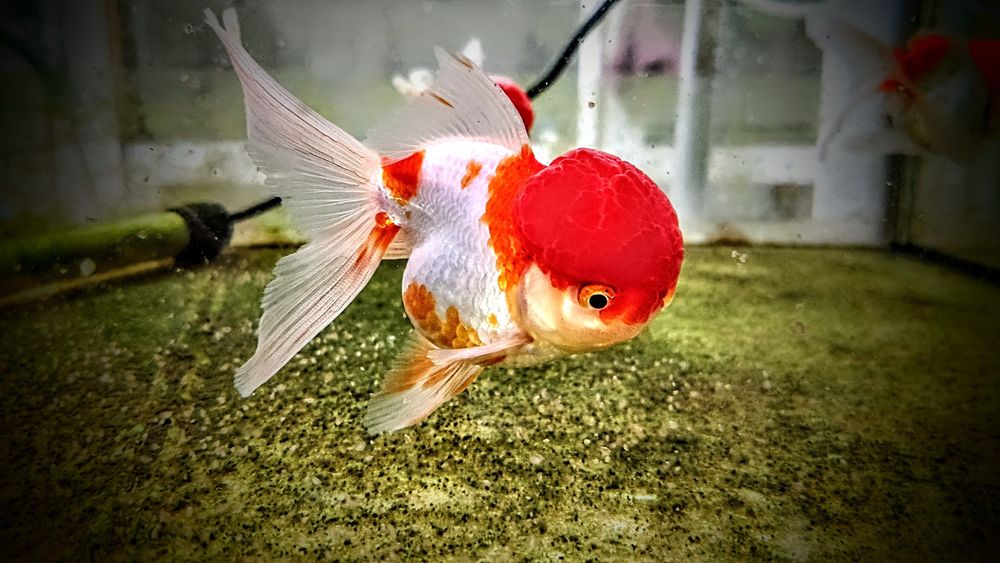 Oranda ,,Red white,, welon welonka welonek goldfish złota rybka welony ...