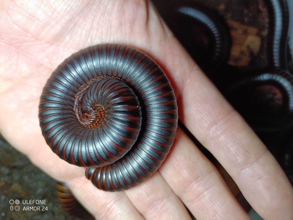 Wije Wij olbrzymi Archispirostreptus gigas wielkie sztuki krocionóg ...