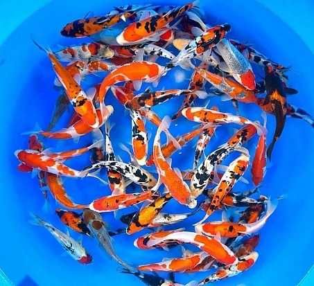 Rybki do oczka Japonskie Karpie koi import Ząbki • OLX.pl