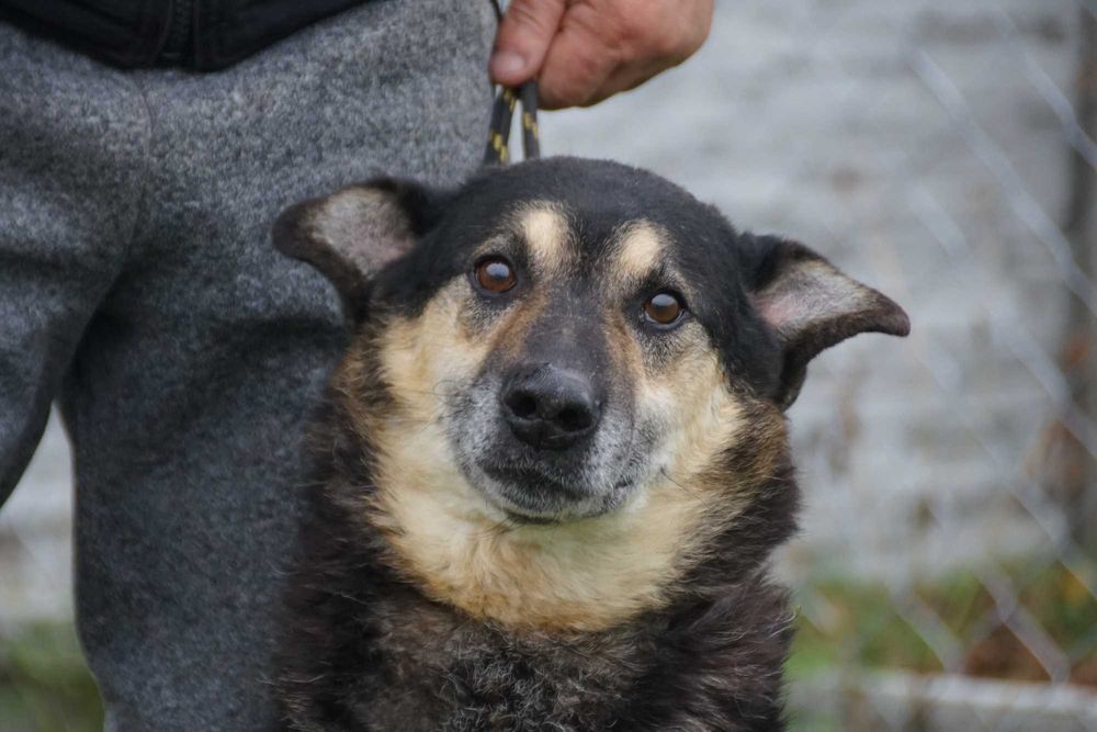 Biegun - psiak w typie owczarek niemiecki szuka domu Stryków • OLX.pl