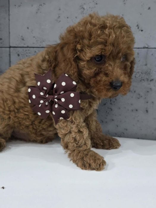 Pudel Toy miniaturka samiec kolor Red badania genetyczne do odbioru ...