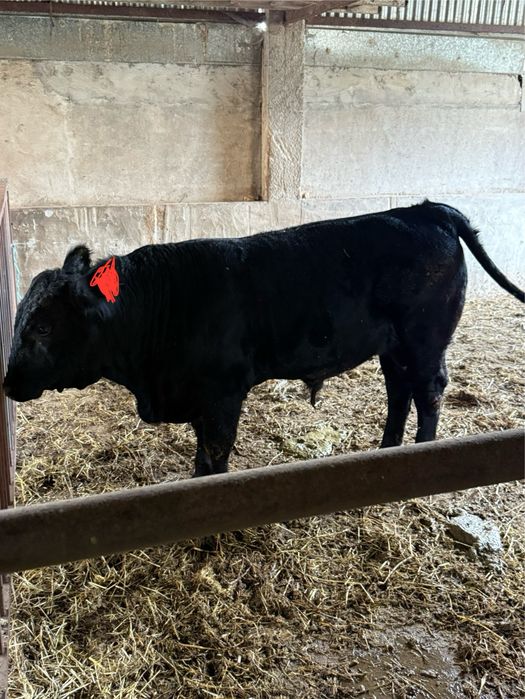 Touro angus com 18 meses Lourosa • OLX.pt