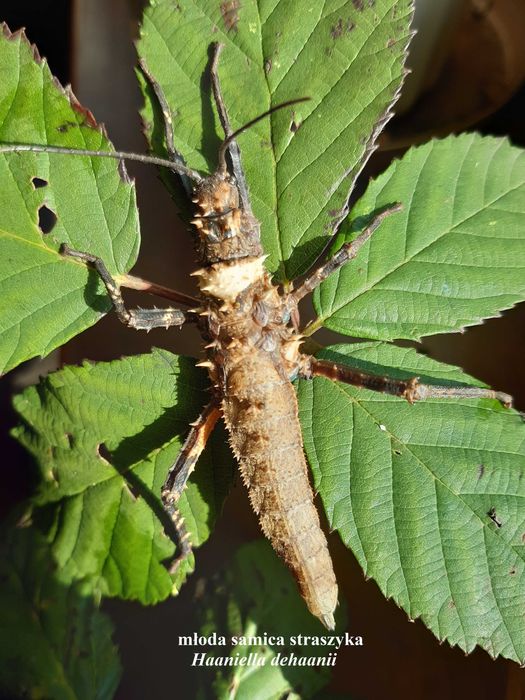 Straszyki, dużo gatunków Katowice Śródmieście • OLX.pl