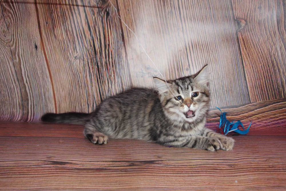 Cleo kotka Syberyjska z rodowodem FPL, legalna hodowla 18 lat Wrocław ...