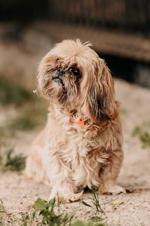Tobi - uroczy psiak w typie rasy Shih Tzu poleca się do adopcji ... Tobi - uroczy psiak w typie rasy Shih Tzu poleca się do adopcji ...