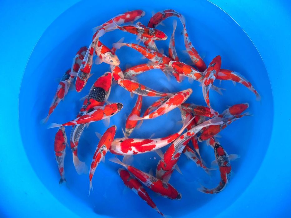 Japonskie Karpie koi legalna Bezpieczna wysyłka 24/7 Jelenia Góra Cieplice Śląskie-Zdrój • OLX.pl