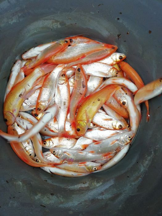 Lin narybek 12-18cm. Karp, Amur, Jesiotr Białystok Antoniuk • OLX.pl