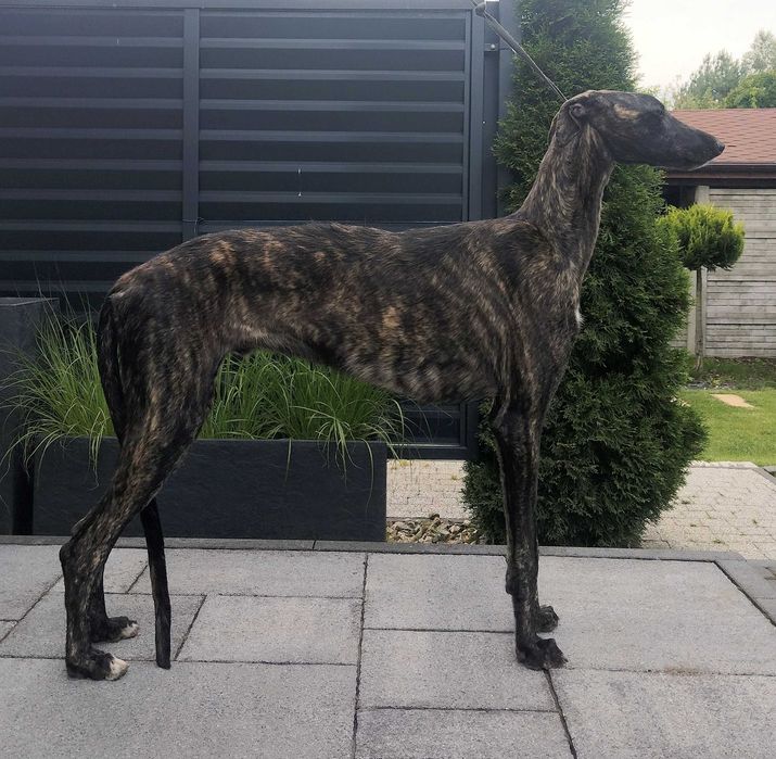 Chart hiszpański - rodowód ZKwP/FCI Kłobuck • OLX.pl