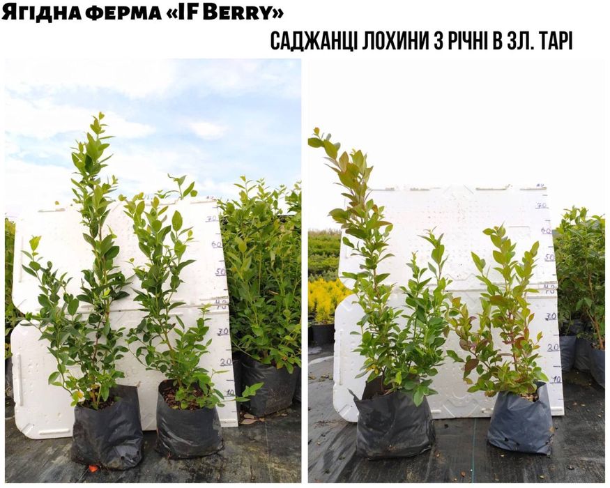 Лохина,борувка,голубика,blueberry,ГУРТ-(жимолость,малина,ожина,ТУЇ ...