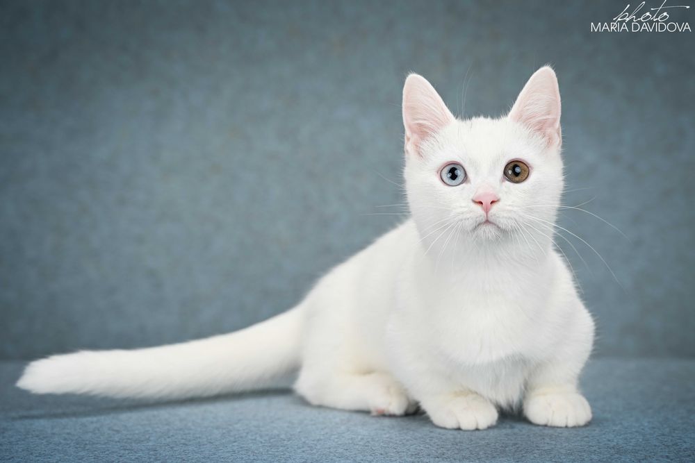 Робин - котик манчкин: 6 000 грн. - Коти Одеса на Olx