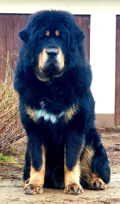 Mastif tybetański szczeniak FCI Prabuty • OLX.pl