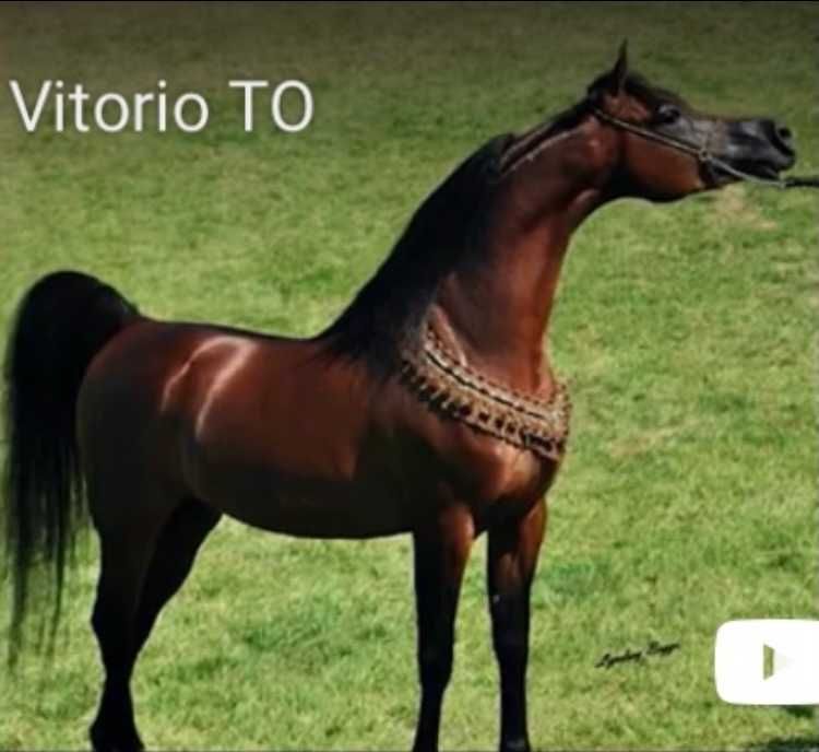 Klacz arabska wnuczka Championa Vitorio TO Katowice Szopienice-Burowiec ...