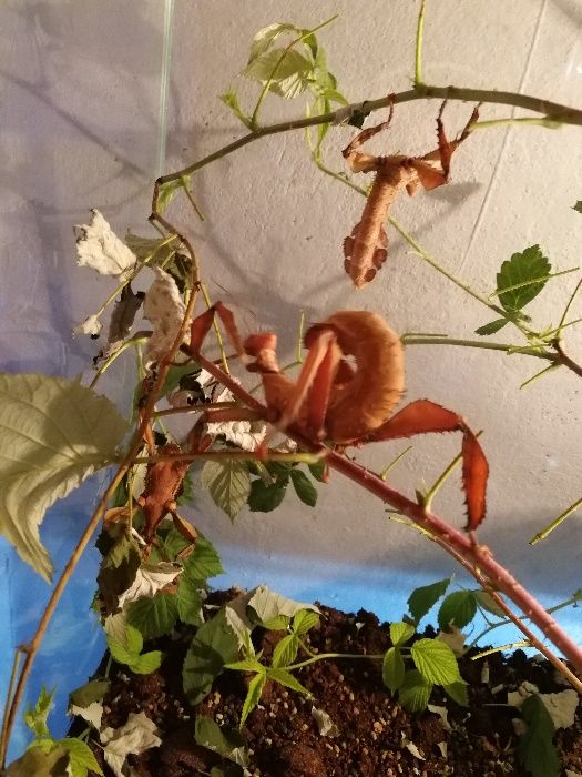 Straszyk Australijski - OLX.pl