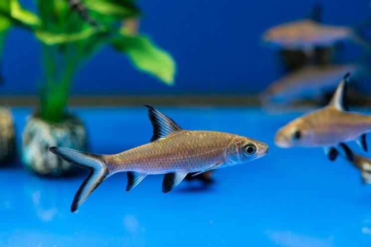 Brzanka rekinia - Belantiocheilos melanopterus - dowozimy do klienta ...