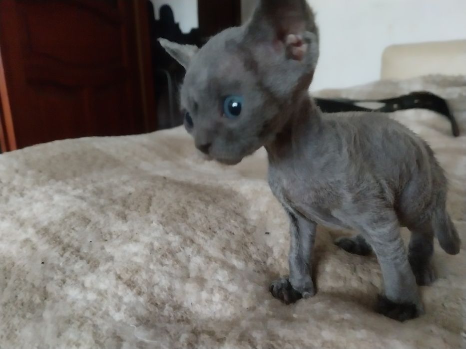 Devon rex kocięta gotowe do odbioru Warszawa Białołęka • OLX.pl