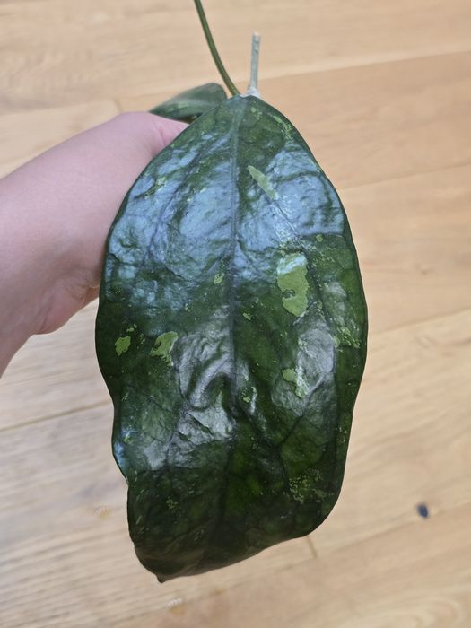 Hoya sp. Germany Pa La U - ogromna ukorzeniona sadzonka hoja Gliwice ...