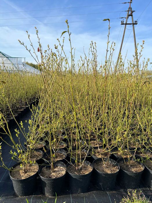 Sadzonki borówki - Vaccinium corymbosum, blueberry Tarczyn • OLX.pl