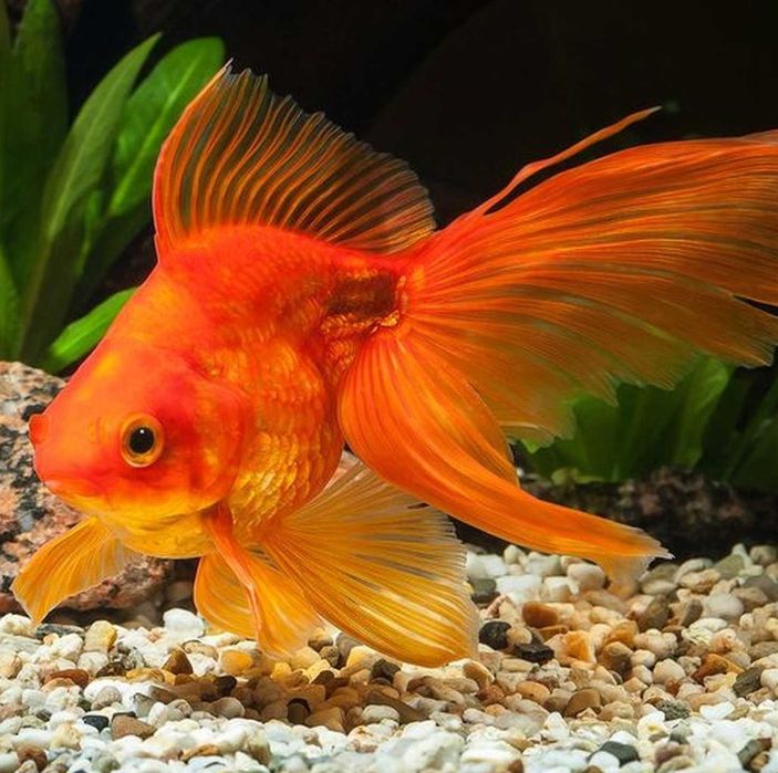 Welonka odmiana CZERWONA - Złota rybka - Carassius - dowóz, wysyłka ...