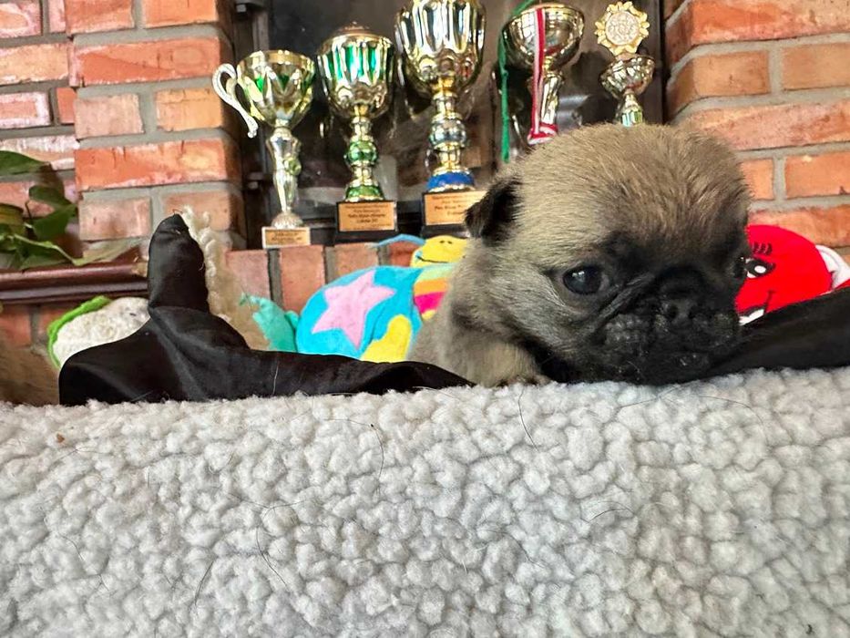 mops – Psy – szczeniaki, dorosłe | OLX Zwierzęta