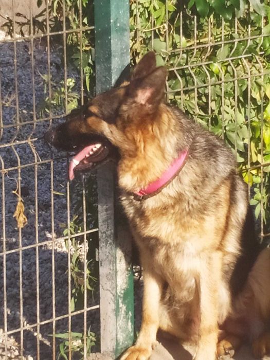 Pastor Alemão Puro (Capa negra pelo curto) Beduído E Veiros • OLX.pt