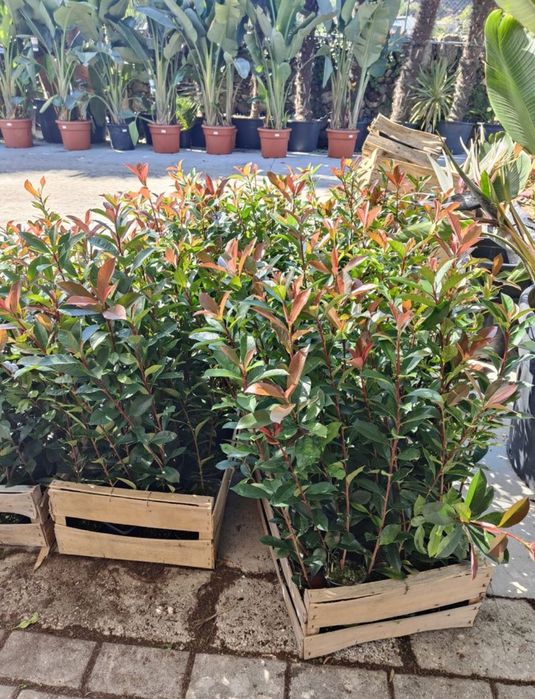 Photinia Red Robin - Carre Rouge - 50CM/100CM/150CM/200CM Alt. Viana do ...
