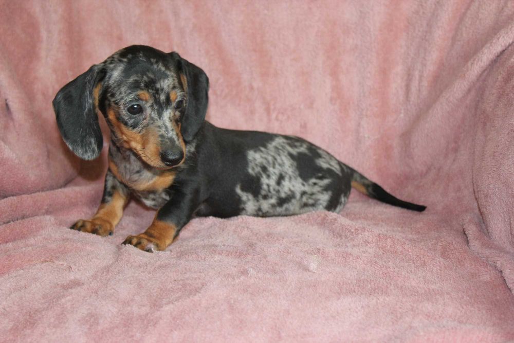 Jamnik miniaturowy merle Szczurowa • OLX.pl