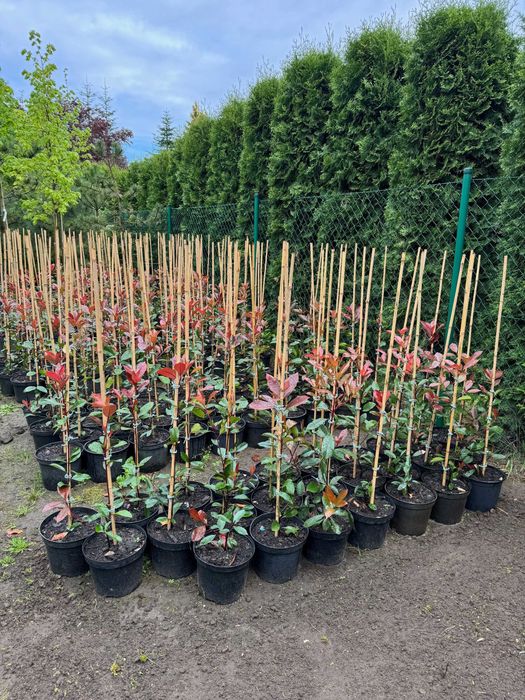 Głogownik żywopłotowy ‚Red Robin’ ... Zimozielony krzew na żywopłot ...