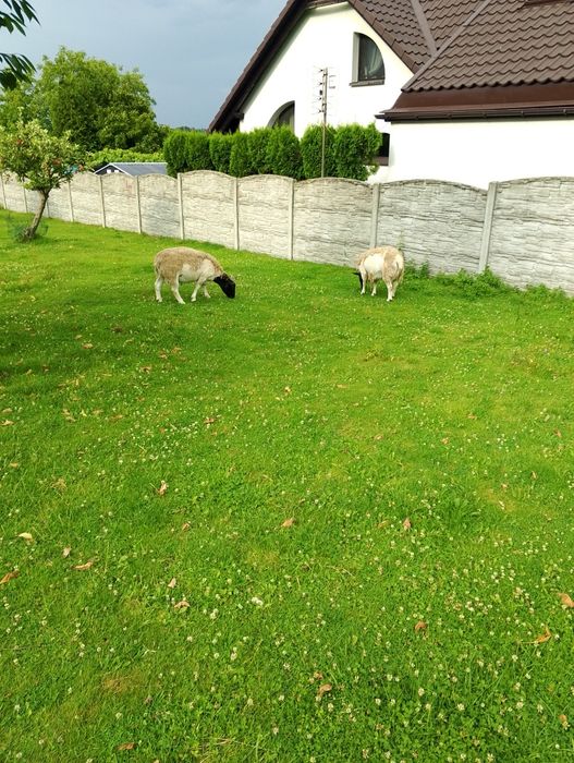 Owca dorper 1800 Baran dorper 1400 Zakliczyn • OLX.pl