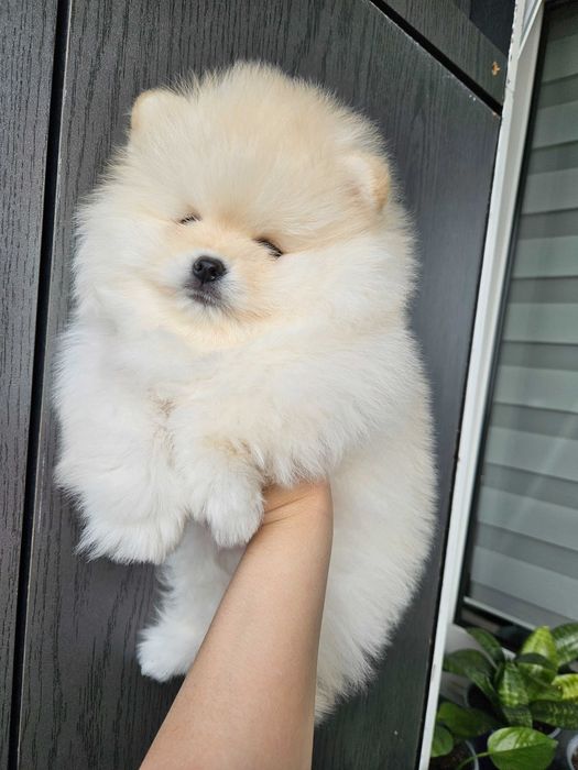 Mini Pomeranian Spitz. Szczecin Centrum • OLX.pl