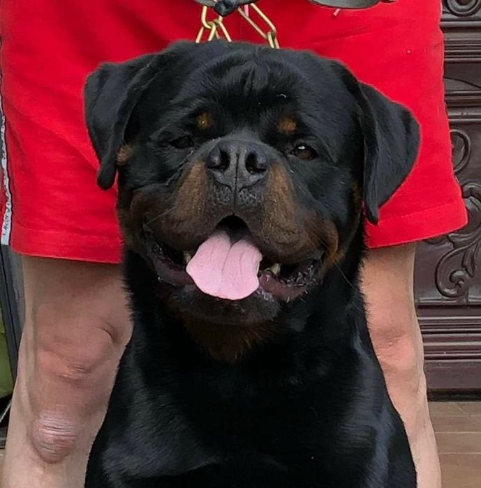 Rottweiler, szczeniak FCI Prabuty • OLX.pl