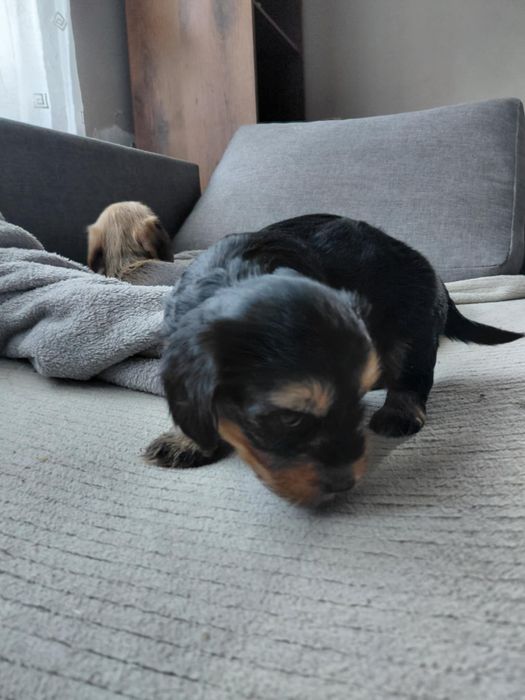 rasowe psy - oddaj za darmo na OLX! Dodaj ofertę | OLX Oddam za Darmo