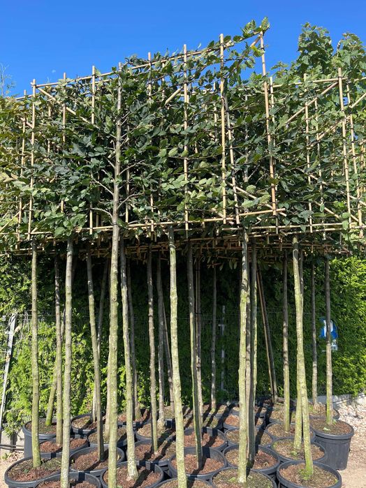 Palmet-Ekran Laurowiśnia-Grab-Ambrowiec-Grusza Cena 1550 zł Anieliny ...