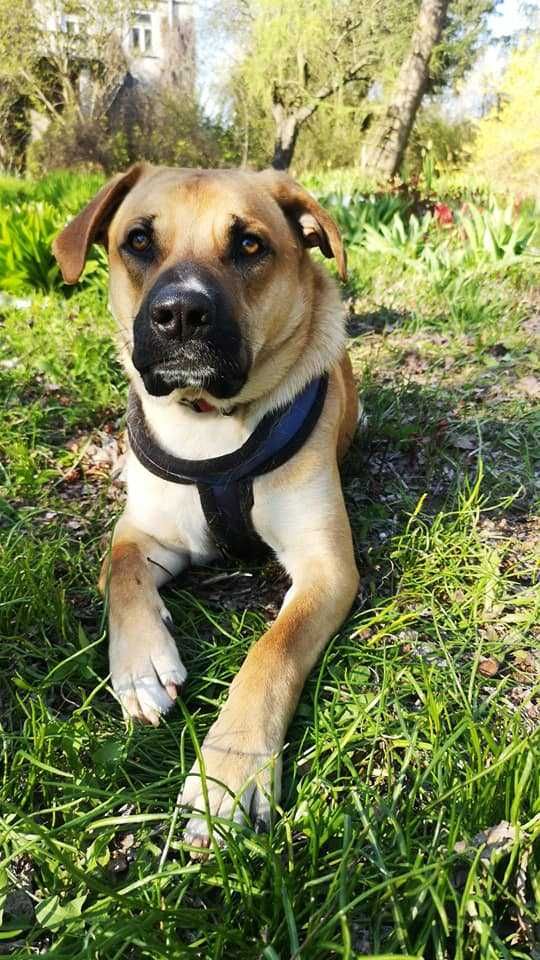 Młody, uroczy psiak w typie amstaffa do adopcji Wrocław Stare Miasto ... Młody, uroczy psiak w typie amstaffa do adopcji Wrocław Stare Miasto ...