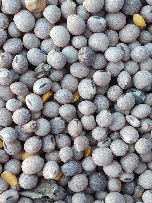 Lucerna owies wyka koniczyna bobik łubin groch trawa bób rzodkiew len ...