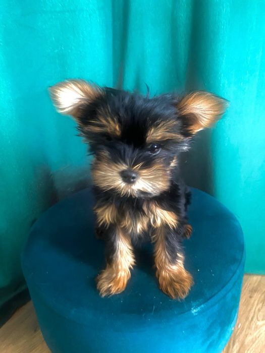York Terrier miniaturka Leżajsk • OLX.pl
