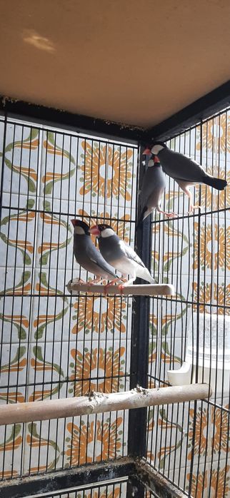 Vendo pardais de Java Lagos (São Sebastião E Santa Maria) • OLX.pt