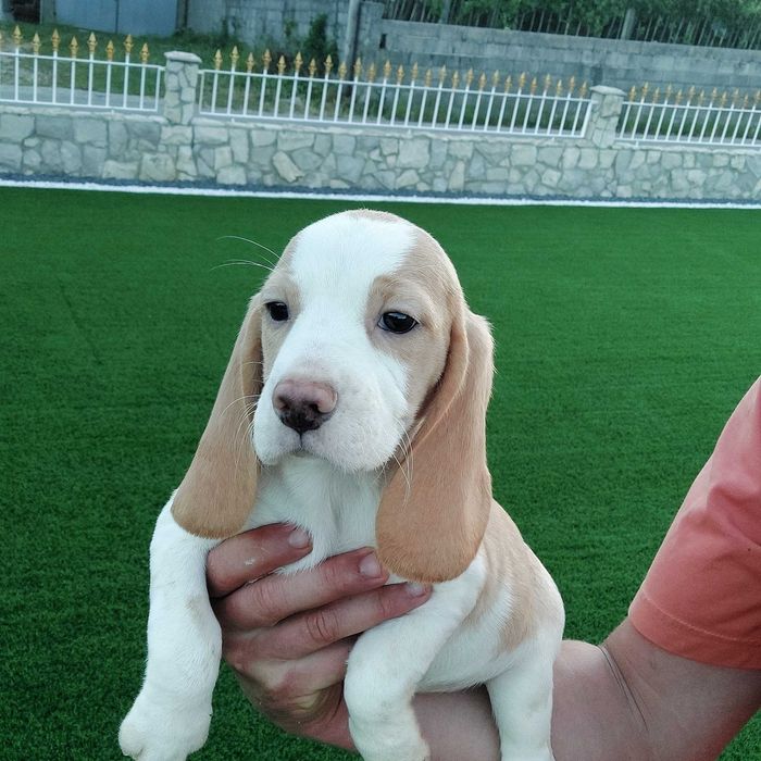 Beagle bicolor Pombal • OLX.pt