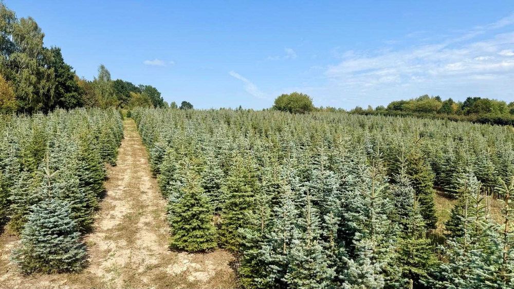 CHOINKI Świerk srebrny DETAL własna plantacja cięte donice JODŁA Opole ...