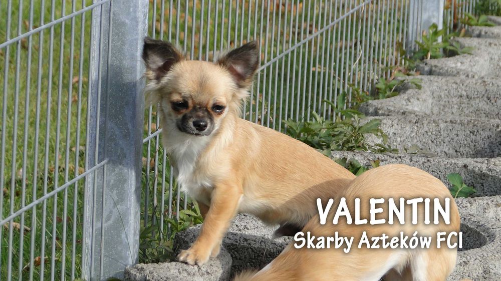 Śliczny piesek długowłosy - Chihuahua - ZKwP/FCI Opole • OLX.pl