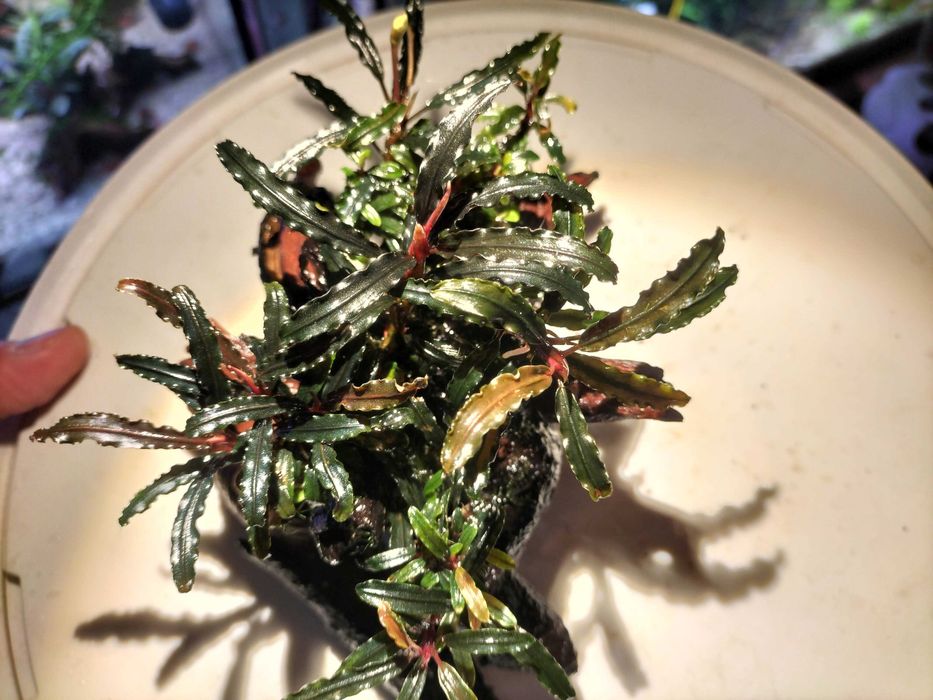 Bucephalandra Black Catherinae Gdynia Działki Leśne • OLX.pl