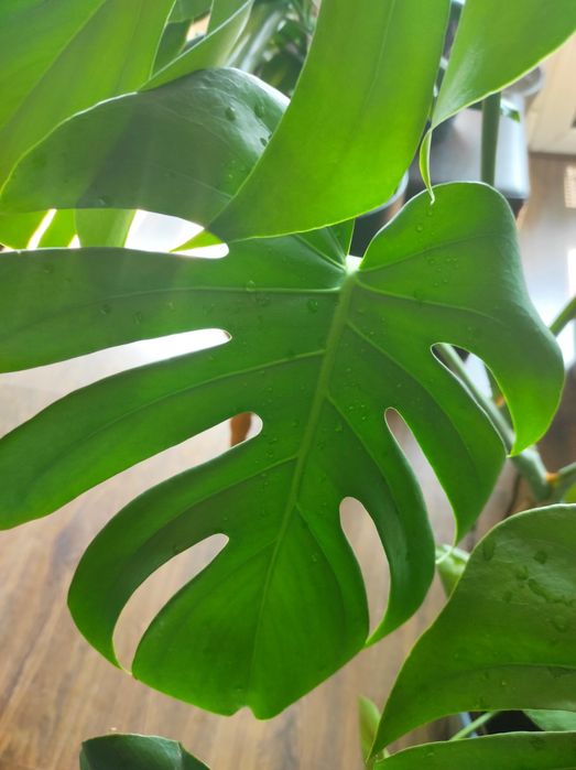 Szczepki szczytowe monstery, monstera big form, deliciosa Zagórze • OLX.pl