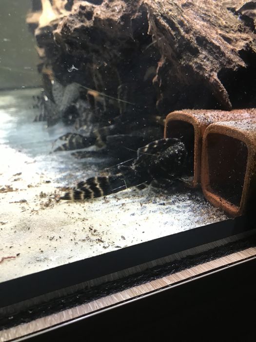 Glonojad zbrojnik panaqolus albivermis l204 Świętochłowice • OLX.pl