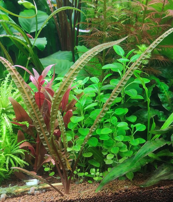 Cryptocoryna crispatula - roślina do akwarium Gowino • OLX.pl