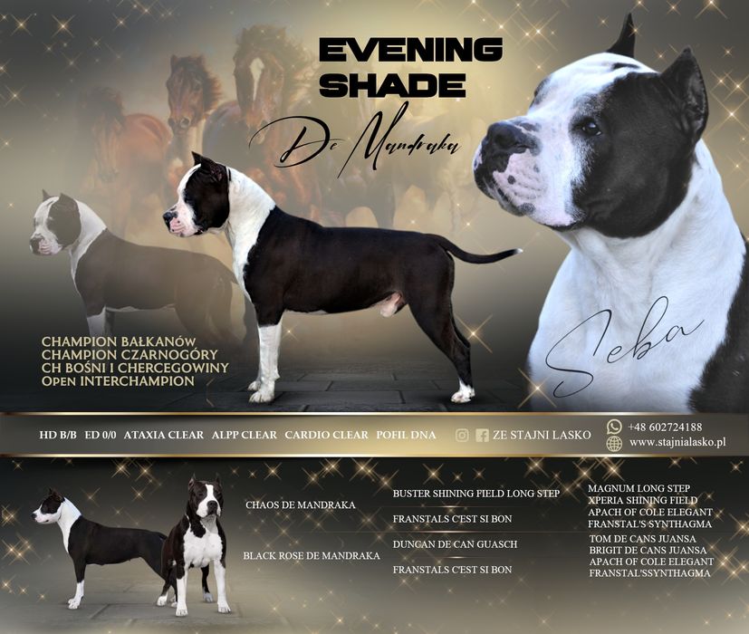 Samiec Amstaff ZKwP FCI Kozienice • OLX.pl