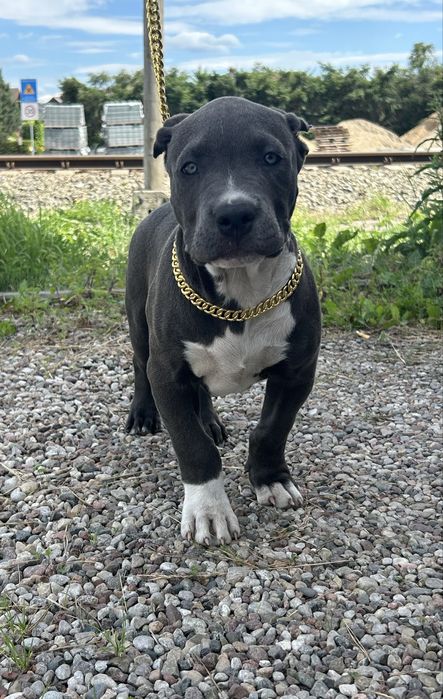 American Bully XL, bardzo duża głowa Brusy • OLX.pl