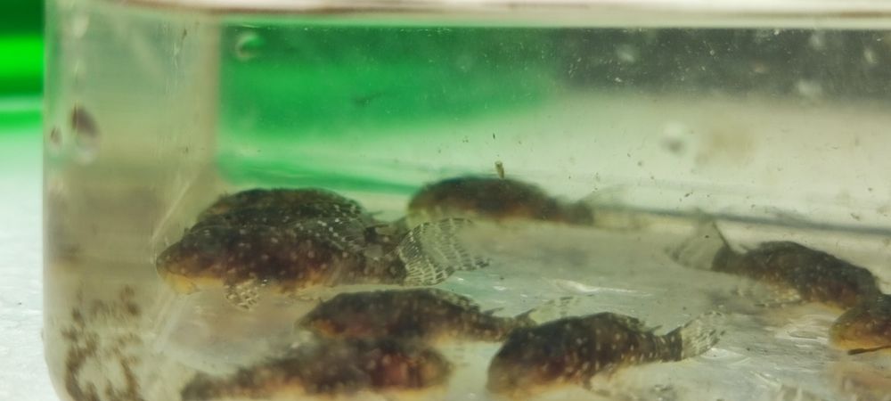 L136 Hypancistrus sp. 3 cm+ Mieroszyno • OLX.pl