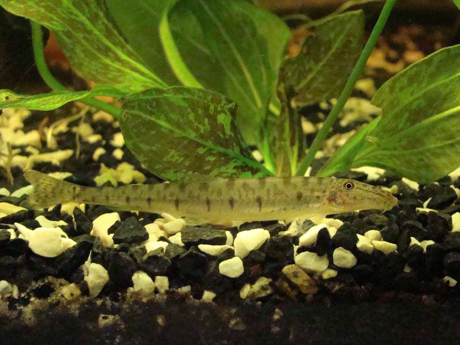 Mułojad Cierniooczek długonosy Wrocław Krzyki • OLX.pl