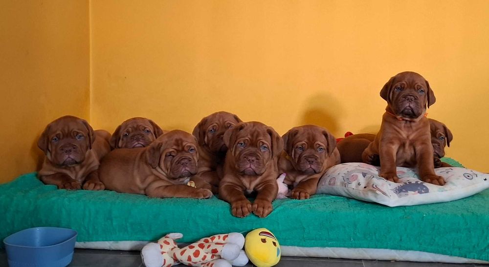 Dogue de Bordeaux FCI Olszyny • OLX.pl