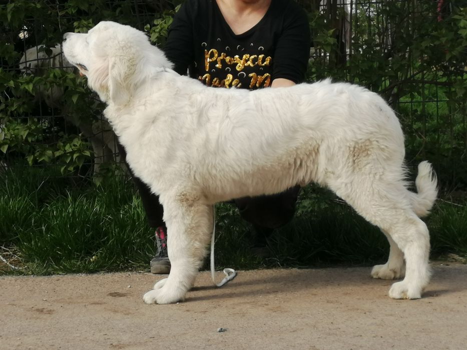 Pieski - Psy - OLX.pl